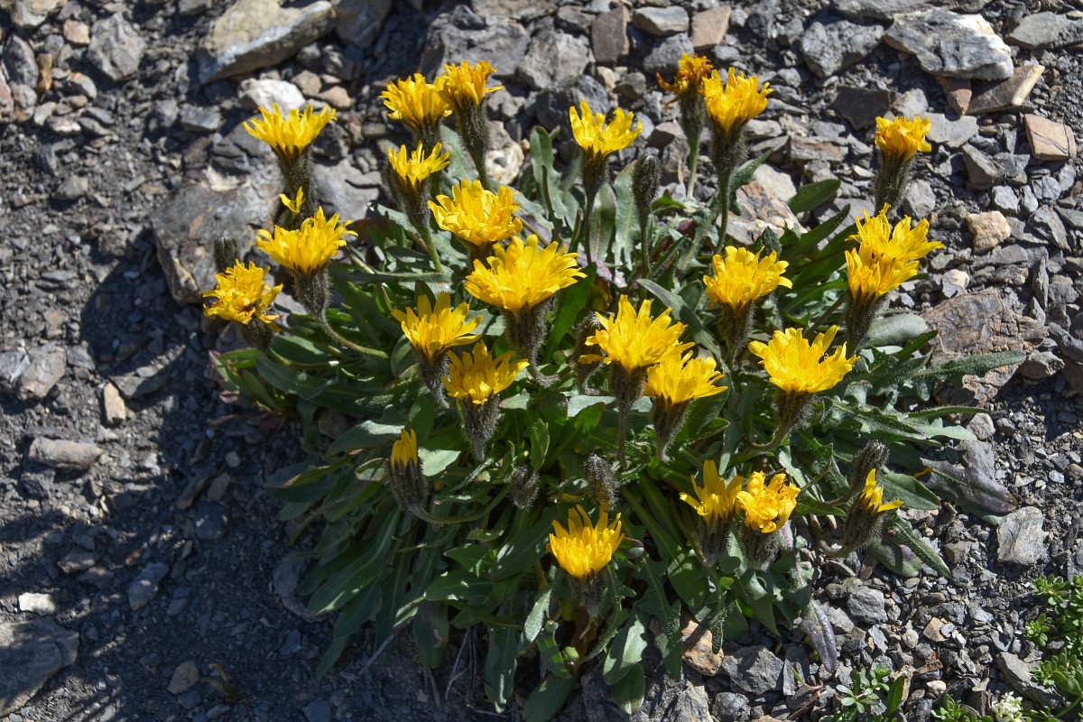 Taraxacum Alpinum